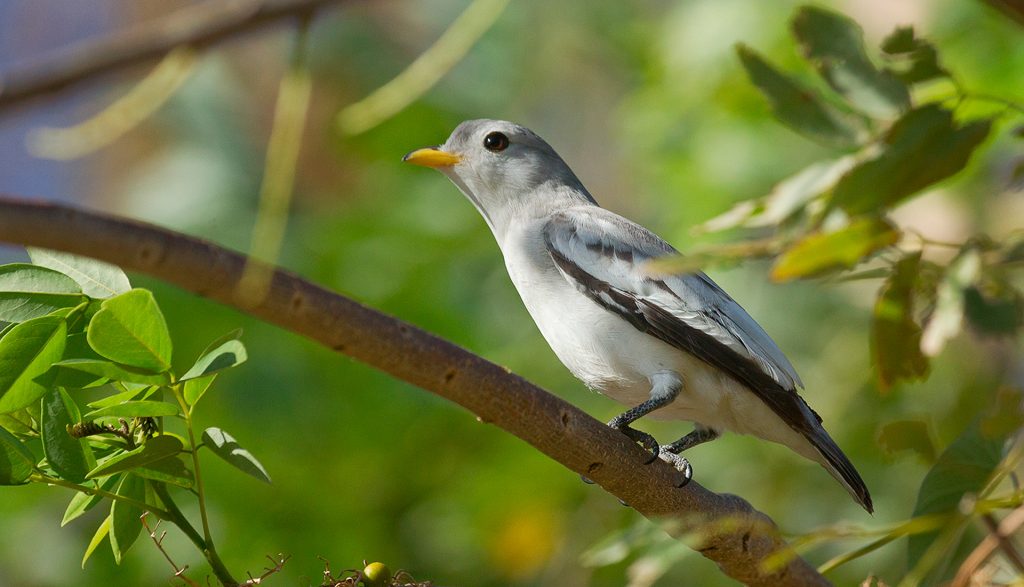 Costa Rican Bird Sounds – Birding Spots MN