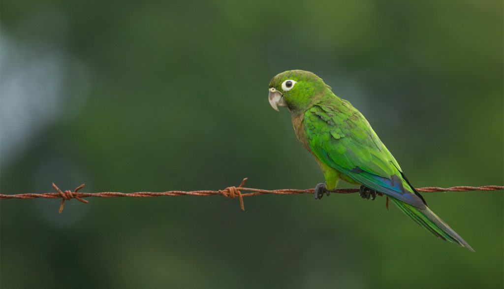 Costa Rican Bird Sounds – Birding Spots MN