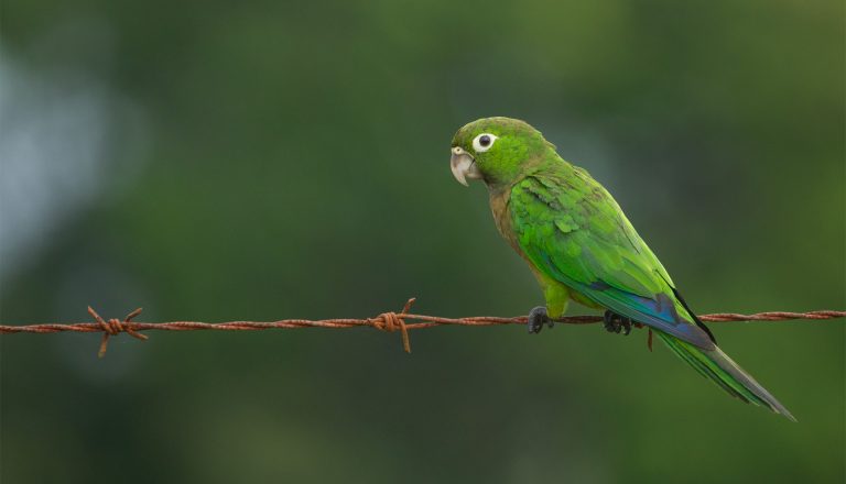 Costa Rican Bird Sounds – Birding Spots MN
