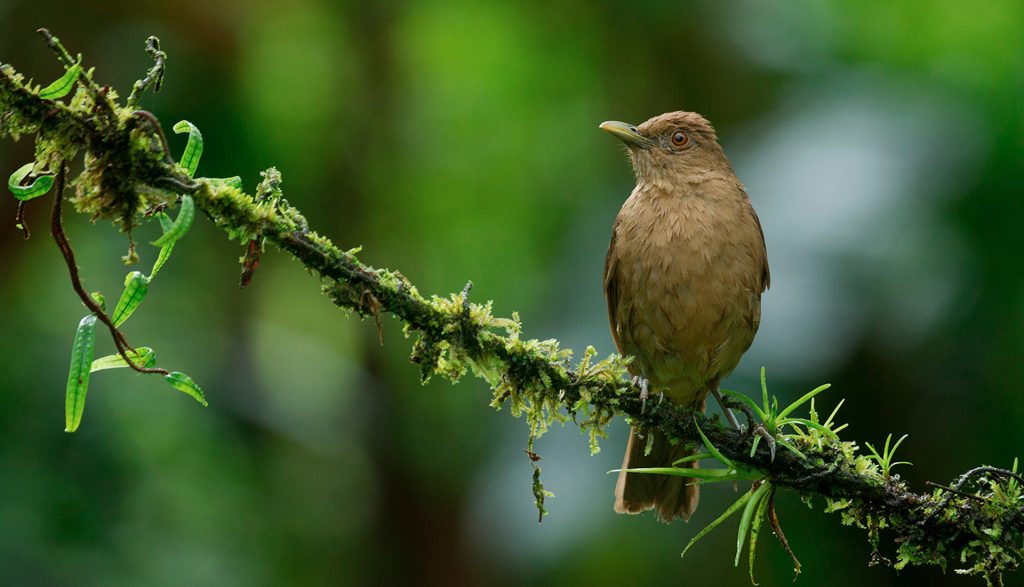Costa Rican Bird Sounds – Birding Spots MN